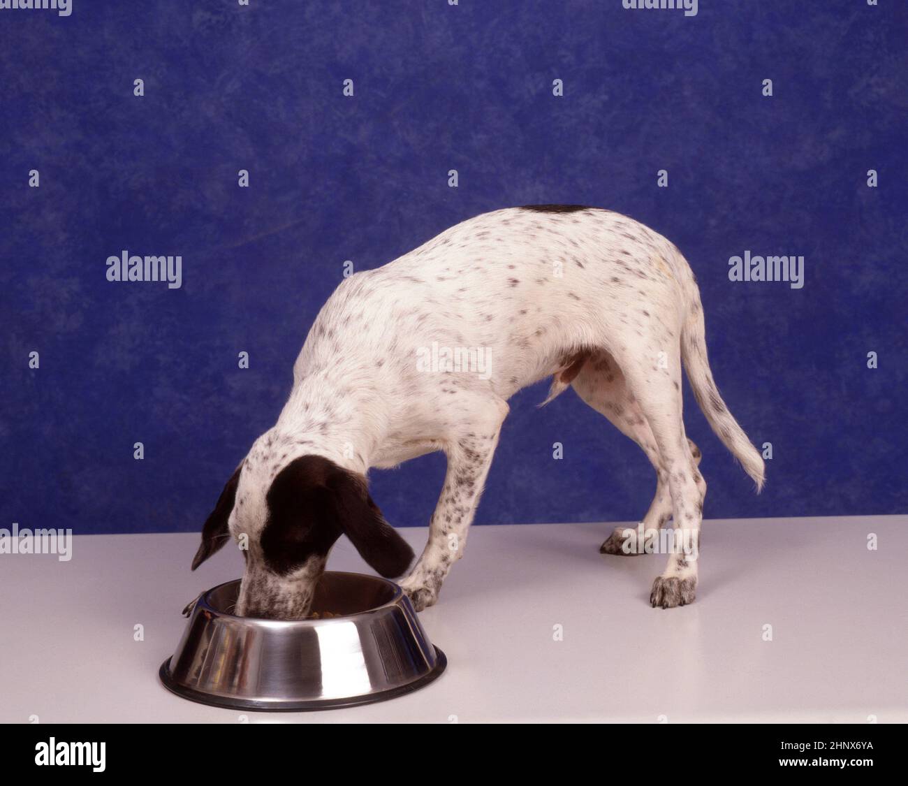 Spotted dog hi-res stock photography and images - Alamy