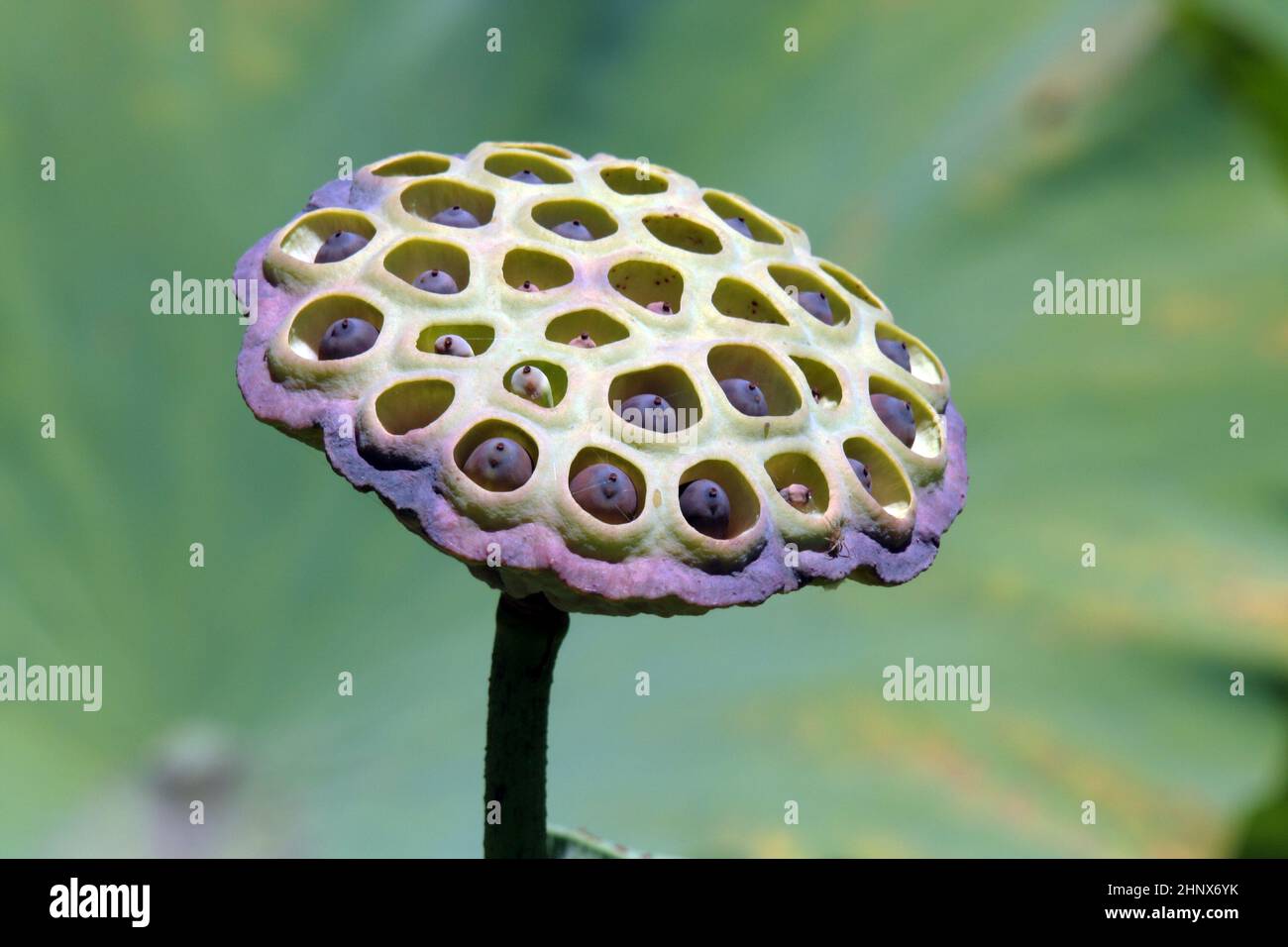 SEED FLOWER HEAD OF THE SACRED LOTUS FLOWER (NELUMBO NUCIFERA) A GENUS ...