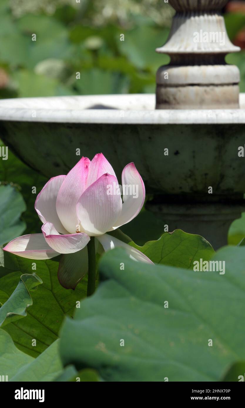 SACRED LOTUS FLOWER (NELUMBO NUCIFERA) IN GARDEN POND. NELUMBO IS A ...