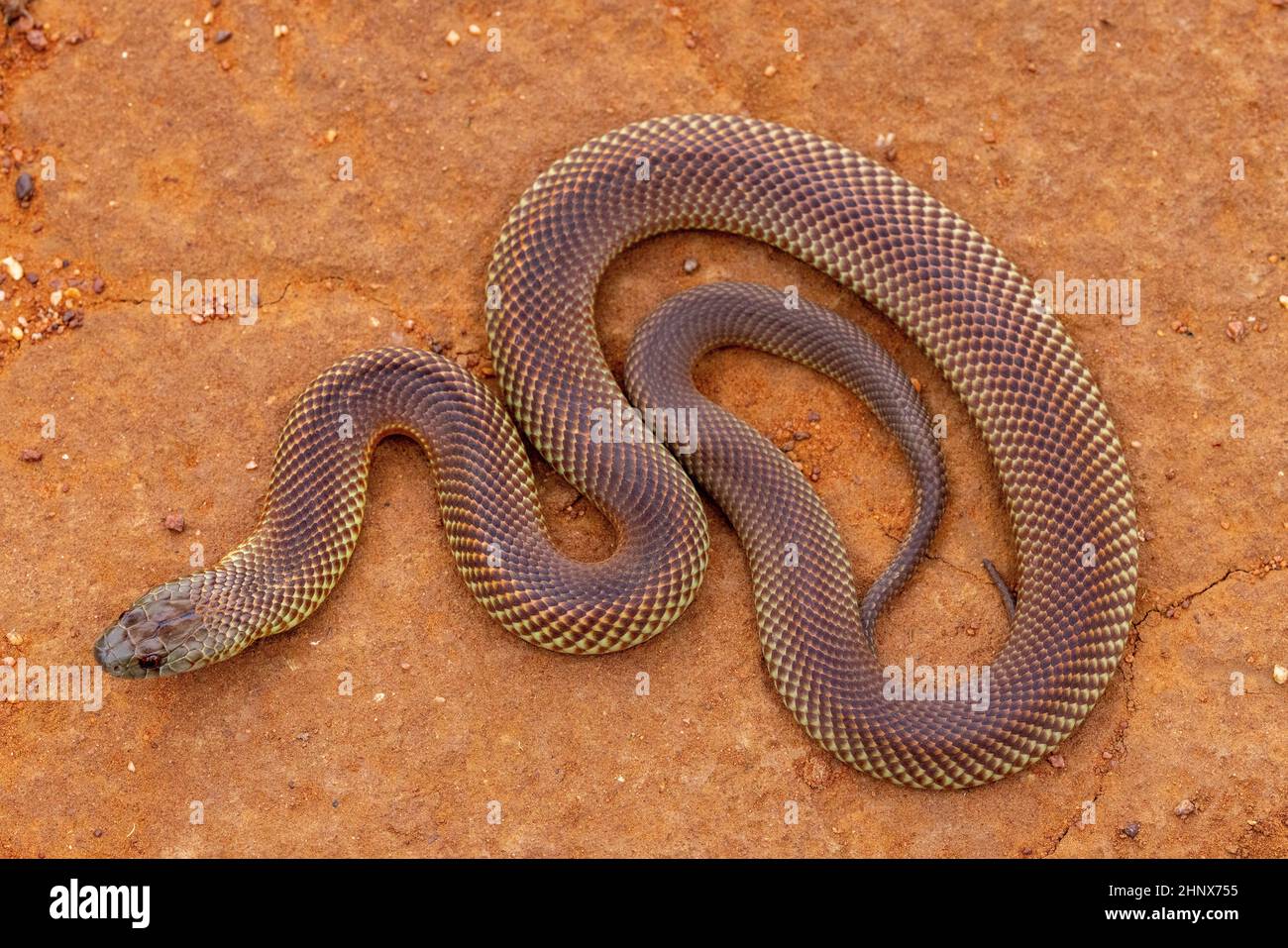 Australian Mulga or King Brown Snake Stock Photo - Alamy