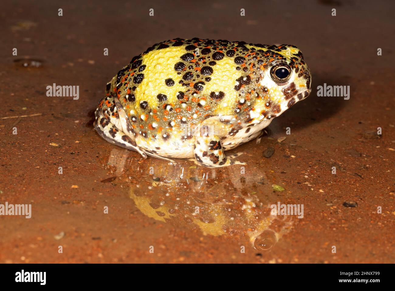 Australian Crucifix Burrowing Frog emerging from burrow after rain ...