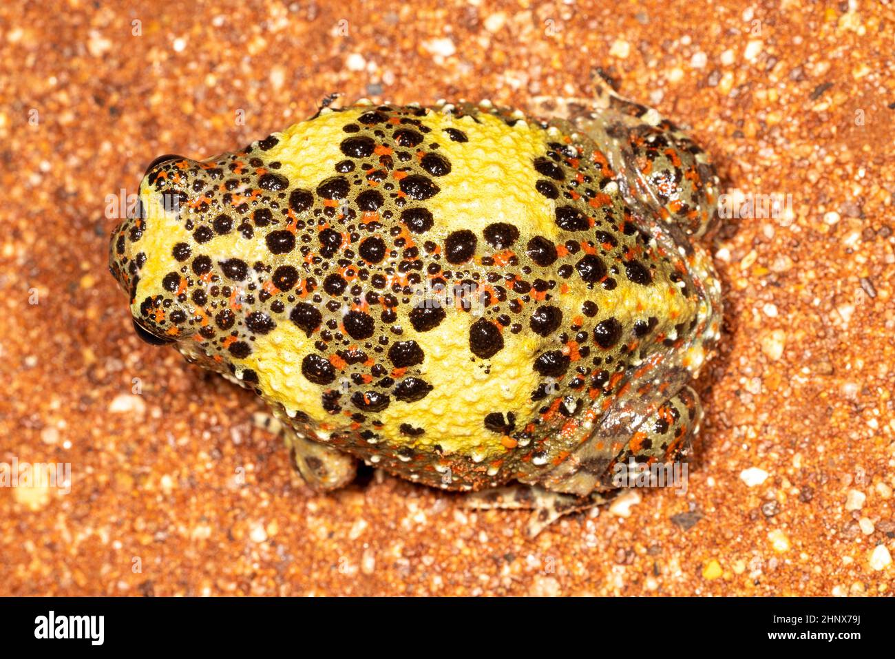 Australian burrowing frog hi-res stock photography and images - Alamy
