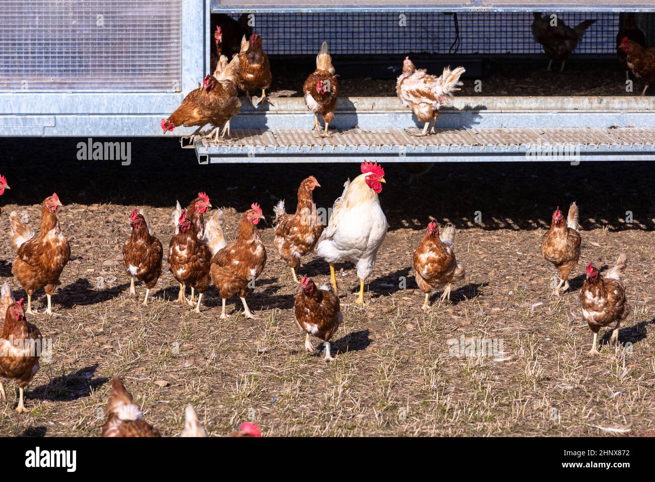 Tall rooster hi-res stock photography and images - Alamy