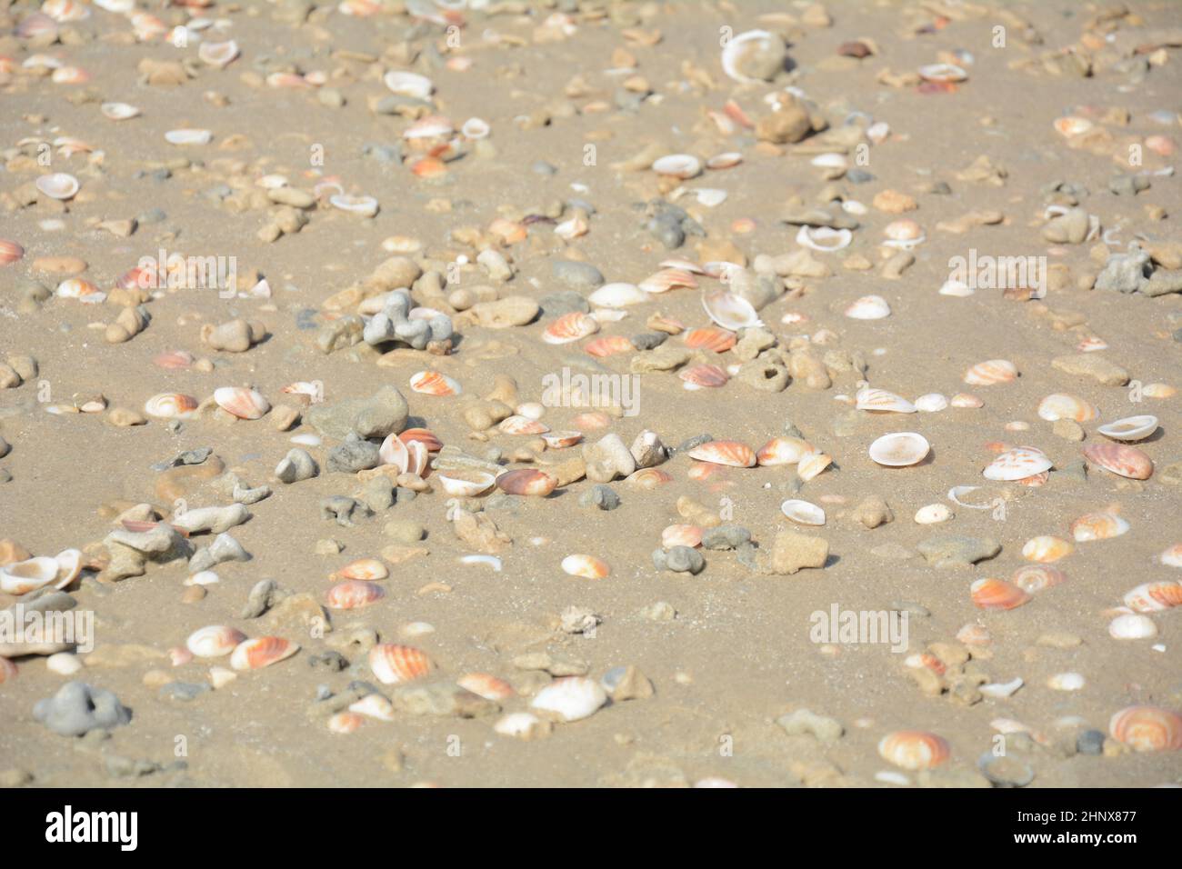 Sea shells background. Sea shells at the beach Stock Photo - Alamy