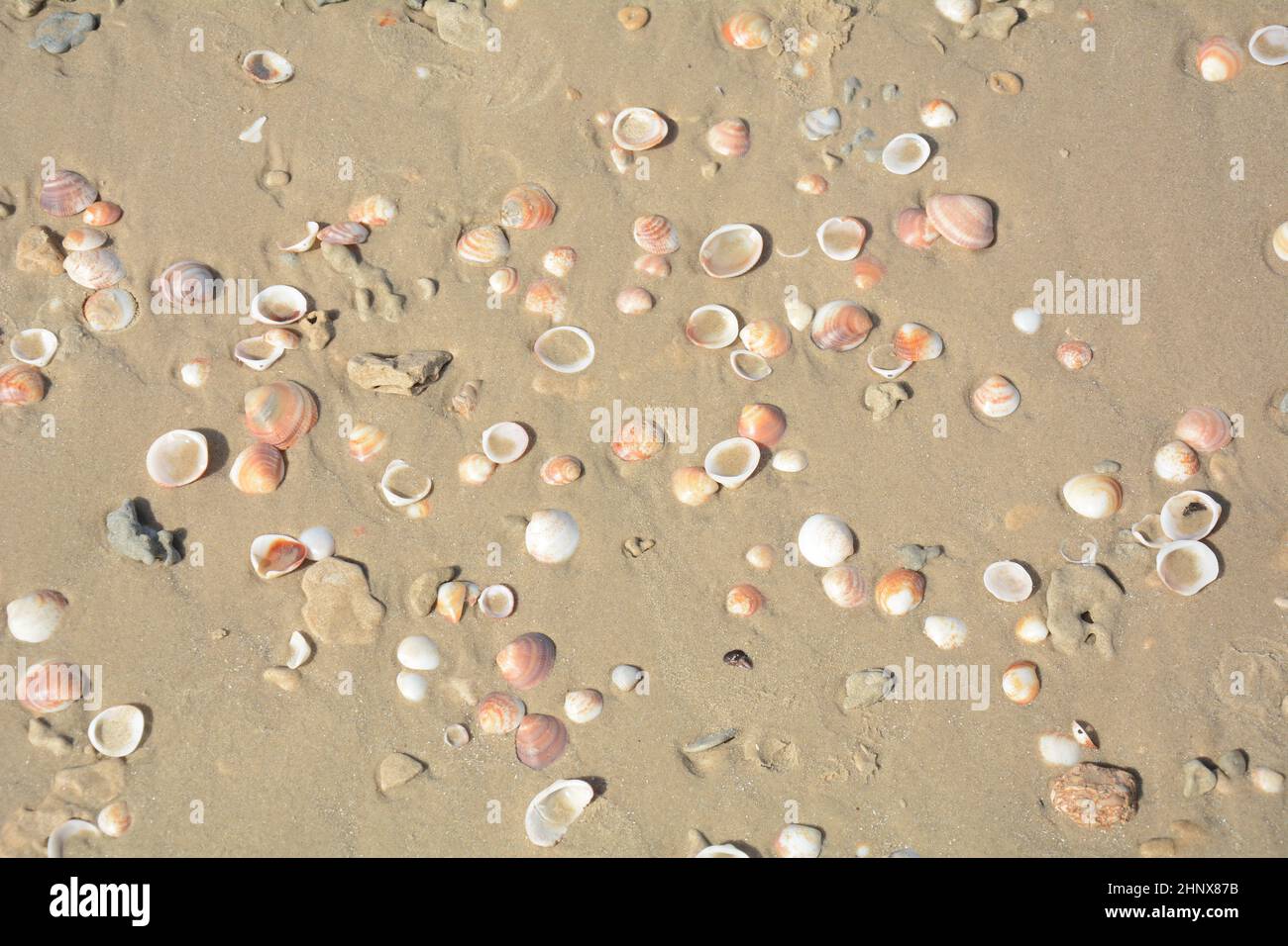 Sea shells background. Sea shells at the beach Stock Photo - Alamy