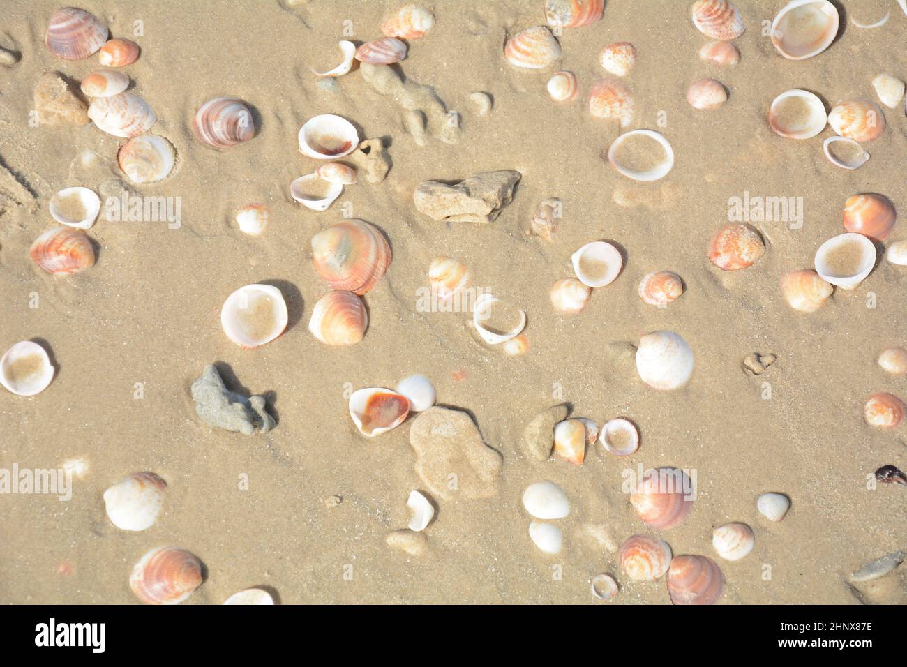 Sea shells background. Sea shells at the beach Stock Photo - Alamy