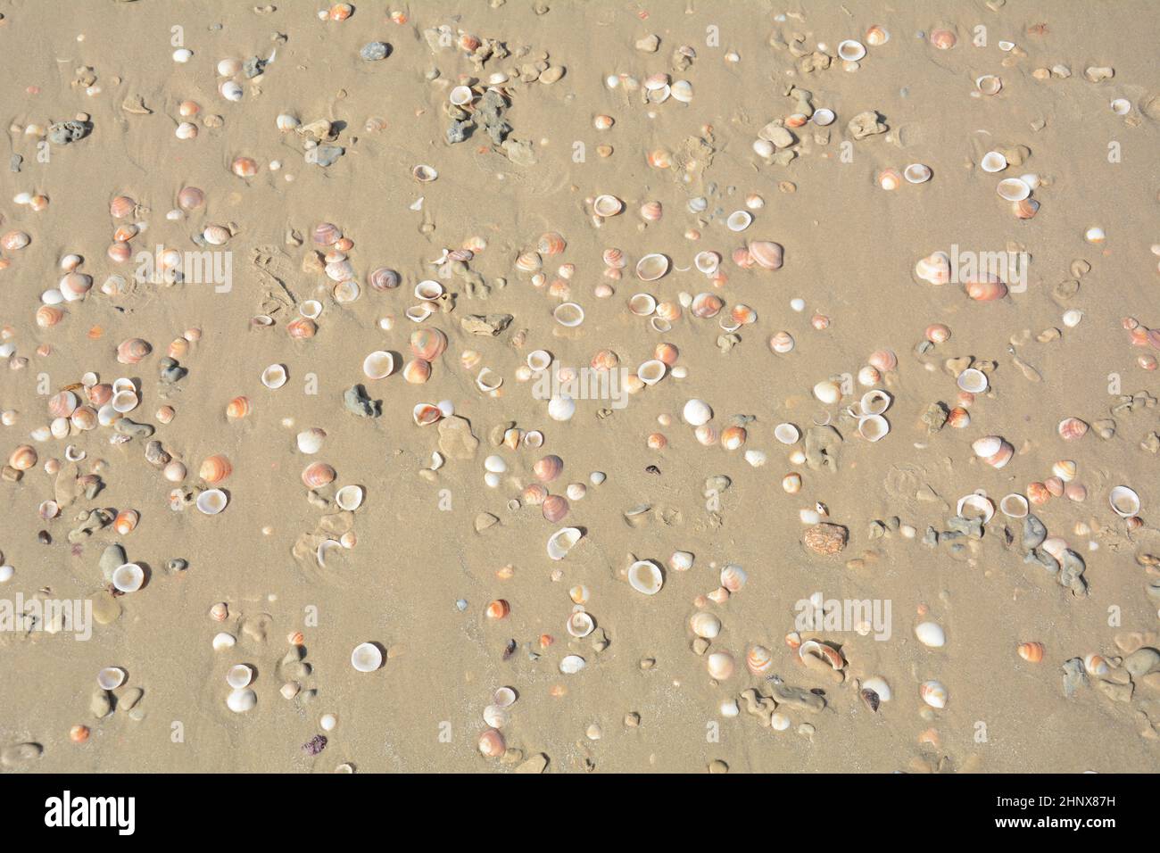 Sea shells background. Sea shells at the beach Stock Photo - Alamy