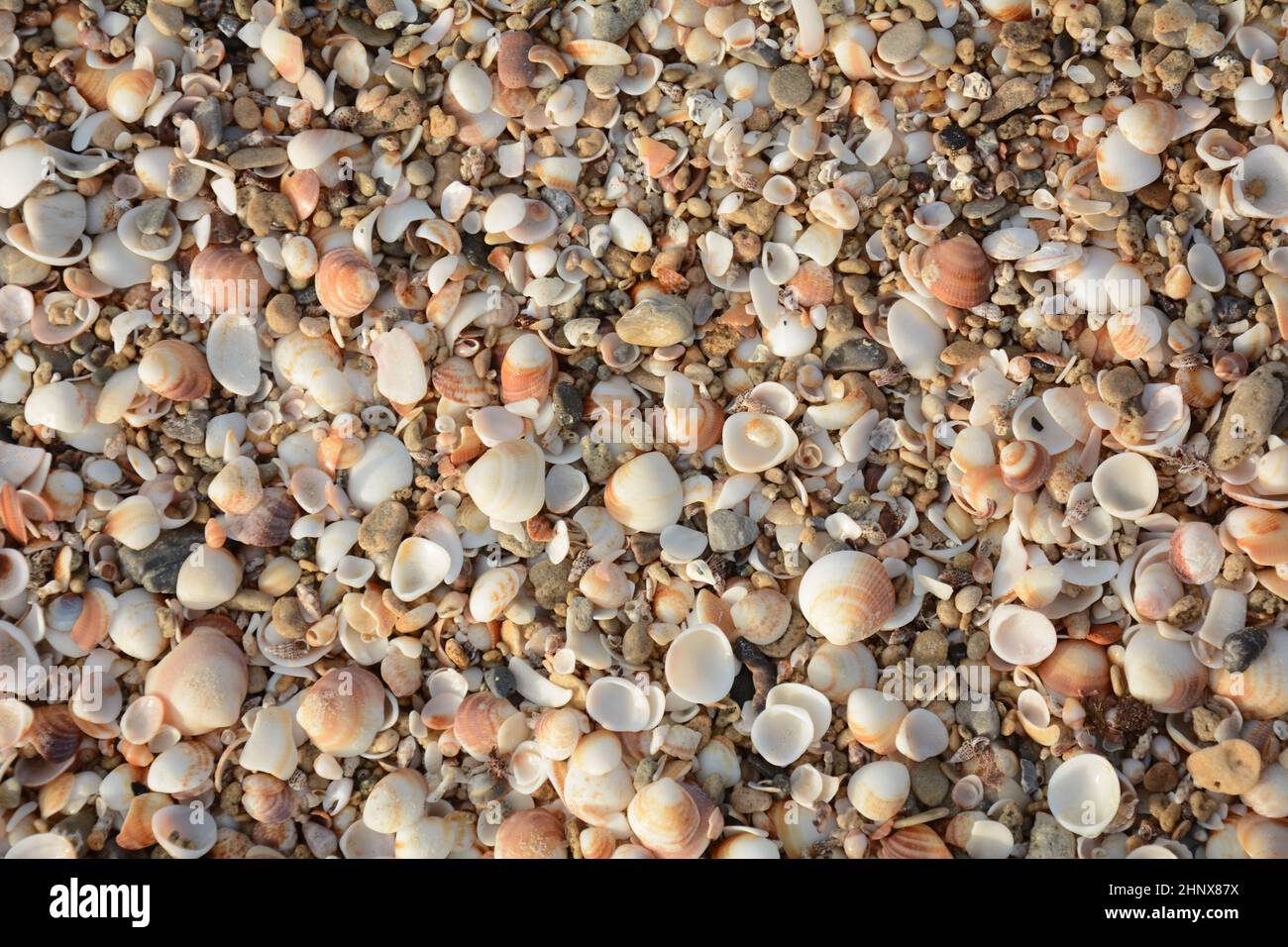 Sea shells background. Sea shells at the beach Stock Photo - Alamy
