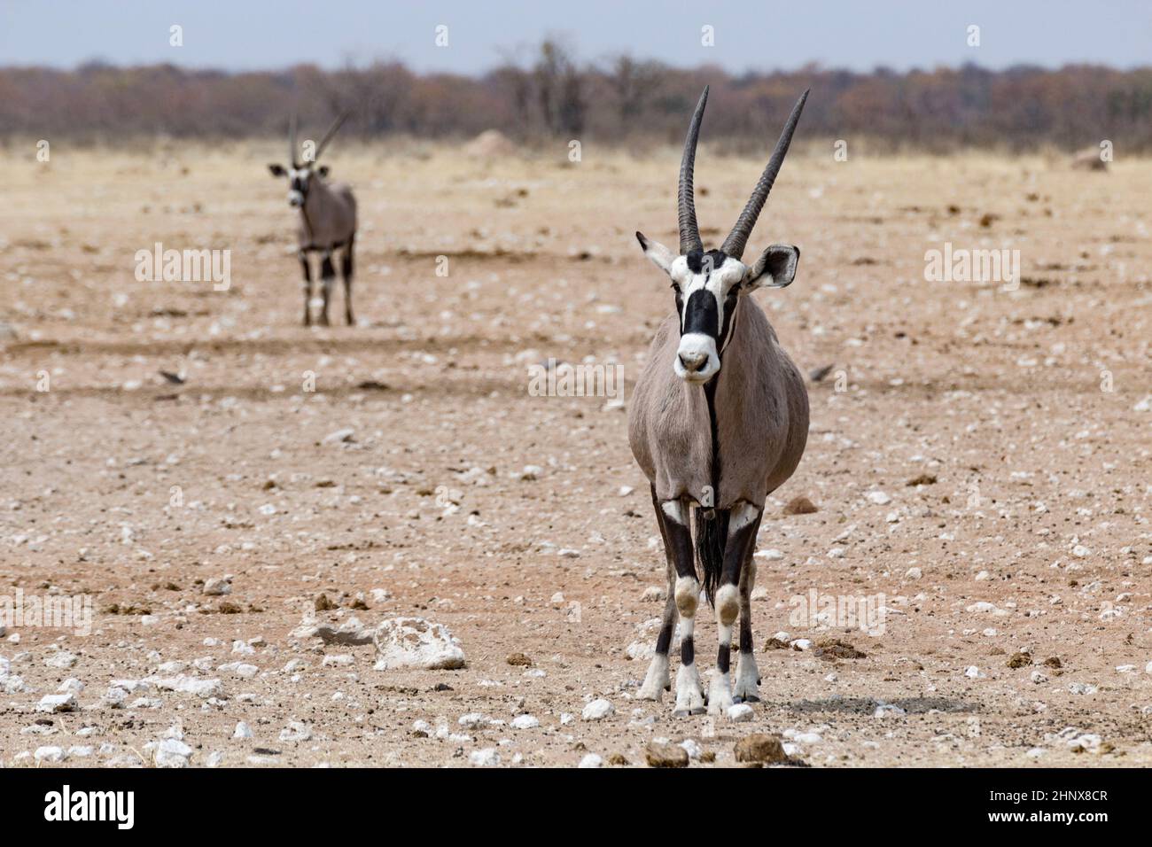 portrait of standing antelope in the etosha national park in Namibia ...