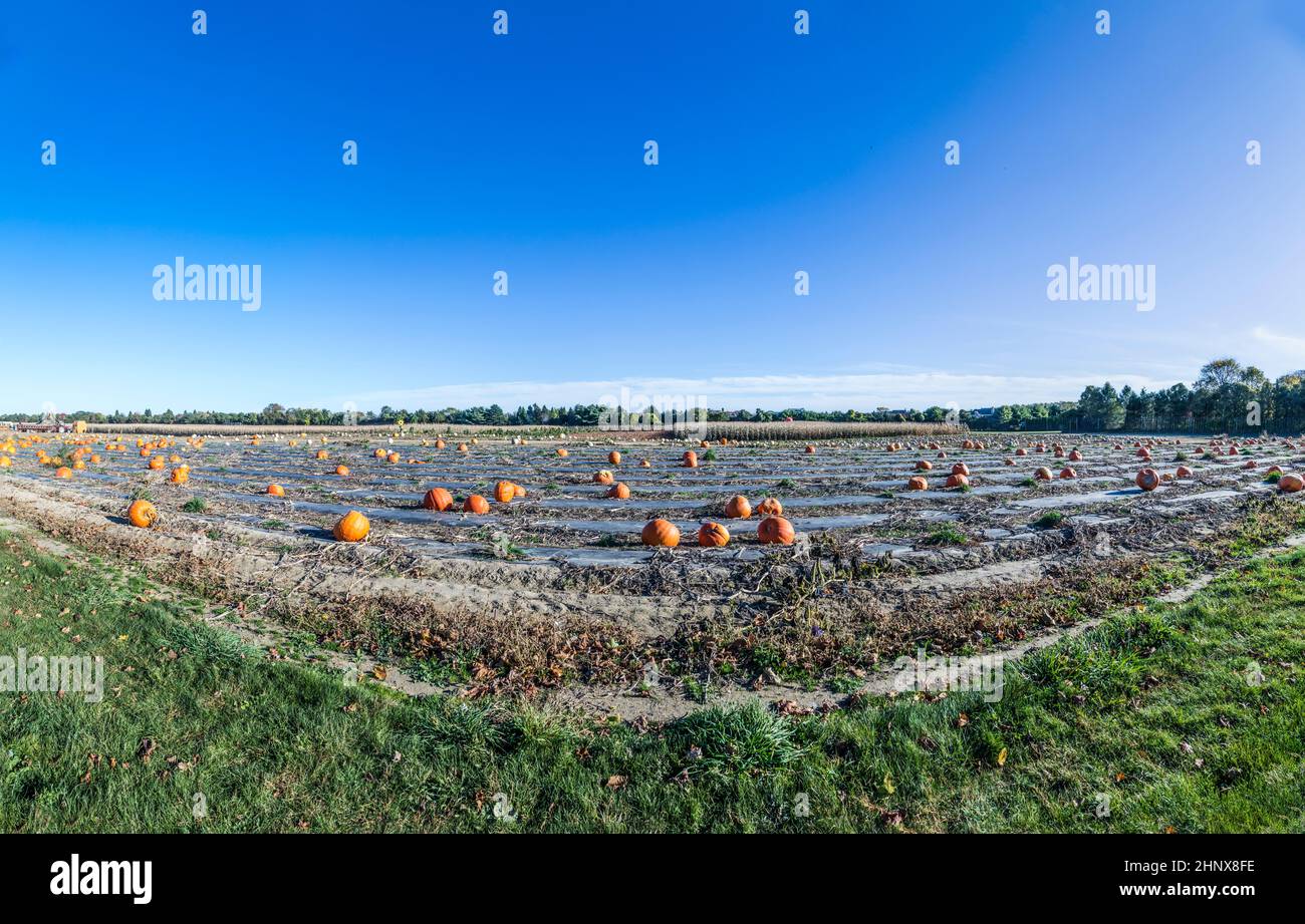 big pumpkins grow on a field in america Stock Photo - Alamy