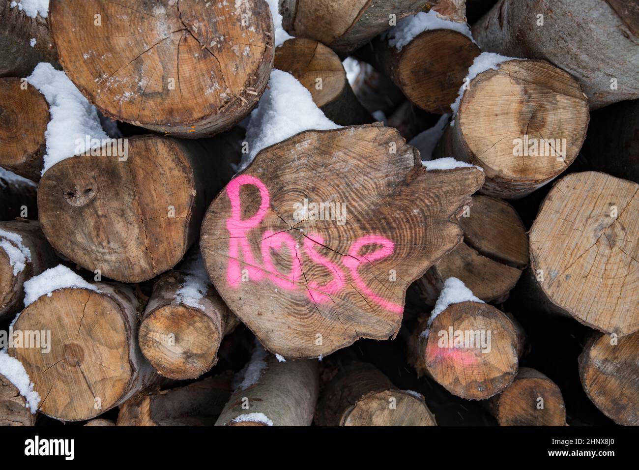Cutted stem hi-res stock photography and images - Alamy