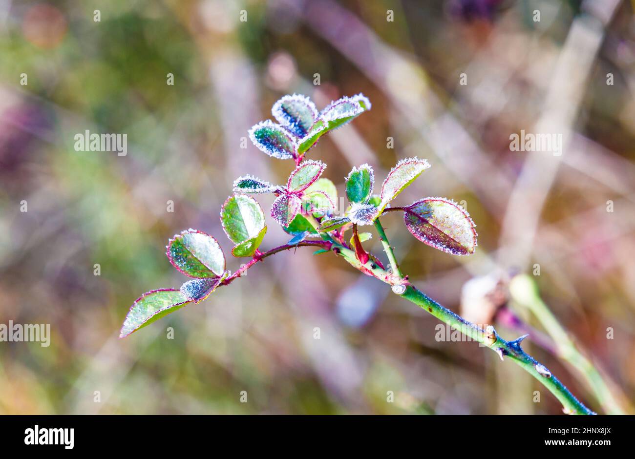 icy rose flower plant in winter with ice Stock Photo - Alamy