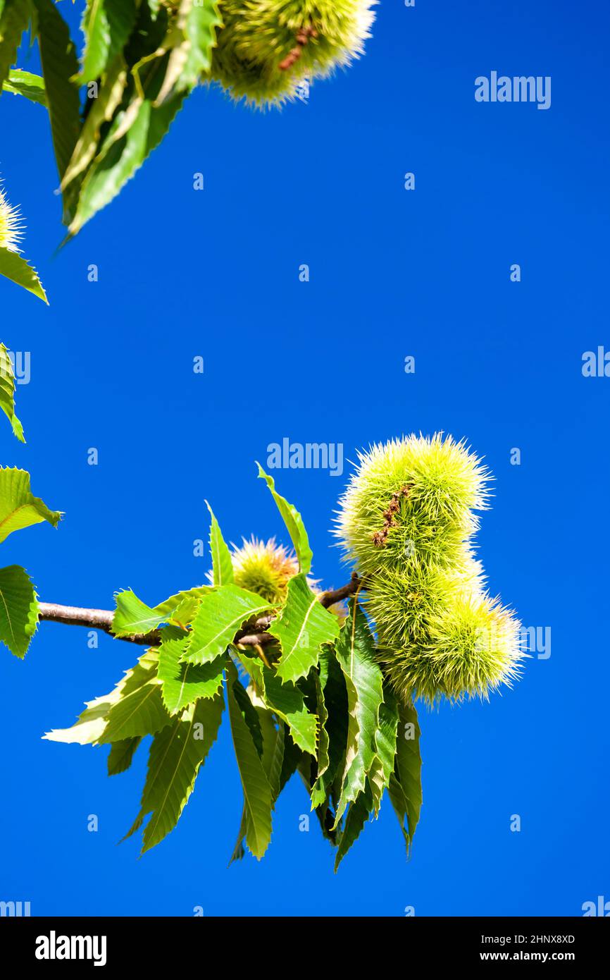 Chestnut in august on the blue sky Stock Photo - Alamy
