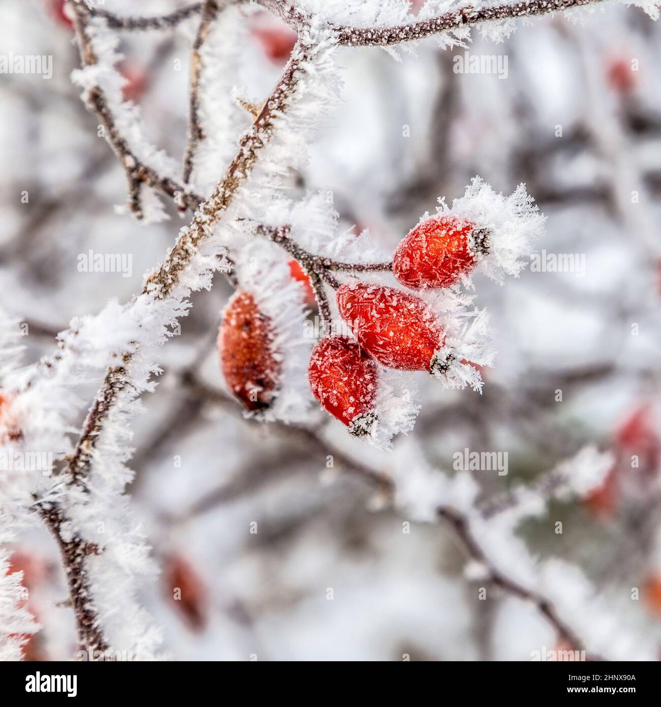 rose hips in detail in winter Stock Photo - Alamy