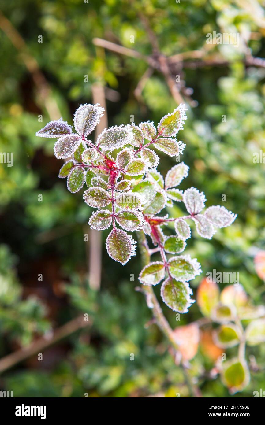 ice crystal on leaves of roses in detail Stock Photo - Alamy