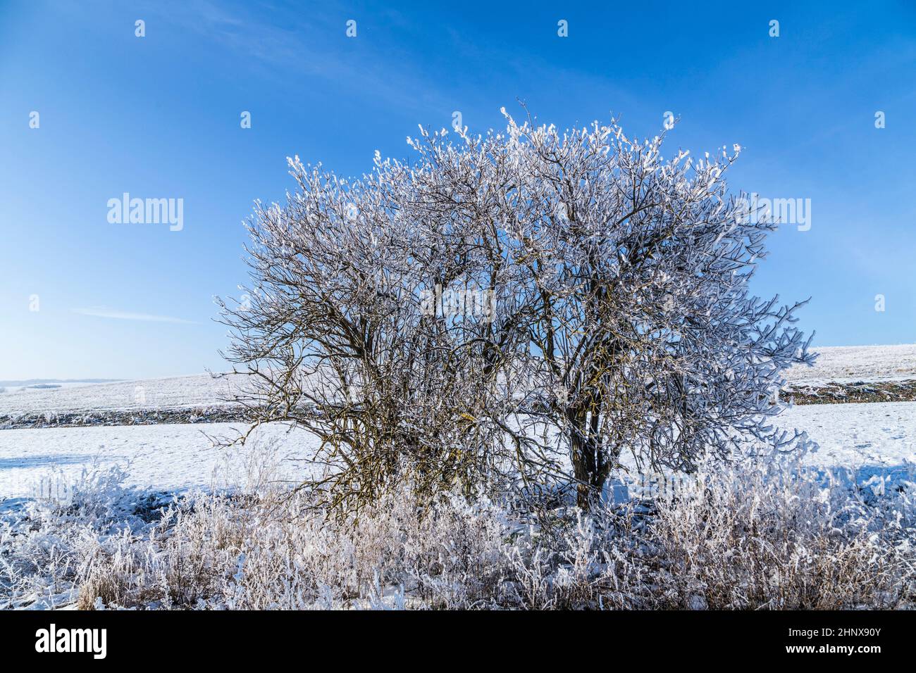 white icy trees in harmonic snow covered landscape Stock Photo - Alamy