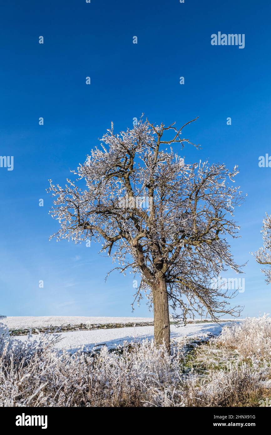 white icy trees in harmonic snow covered landscape Stock Photo - Alamy