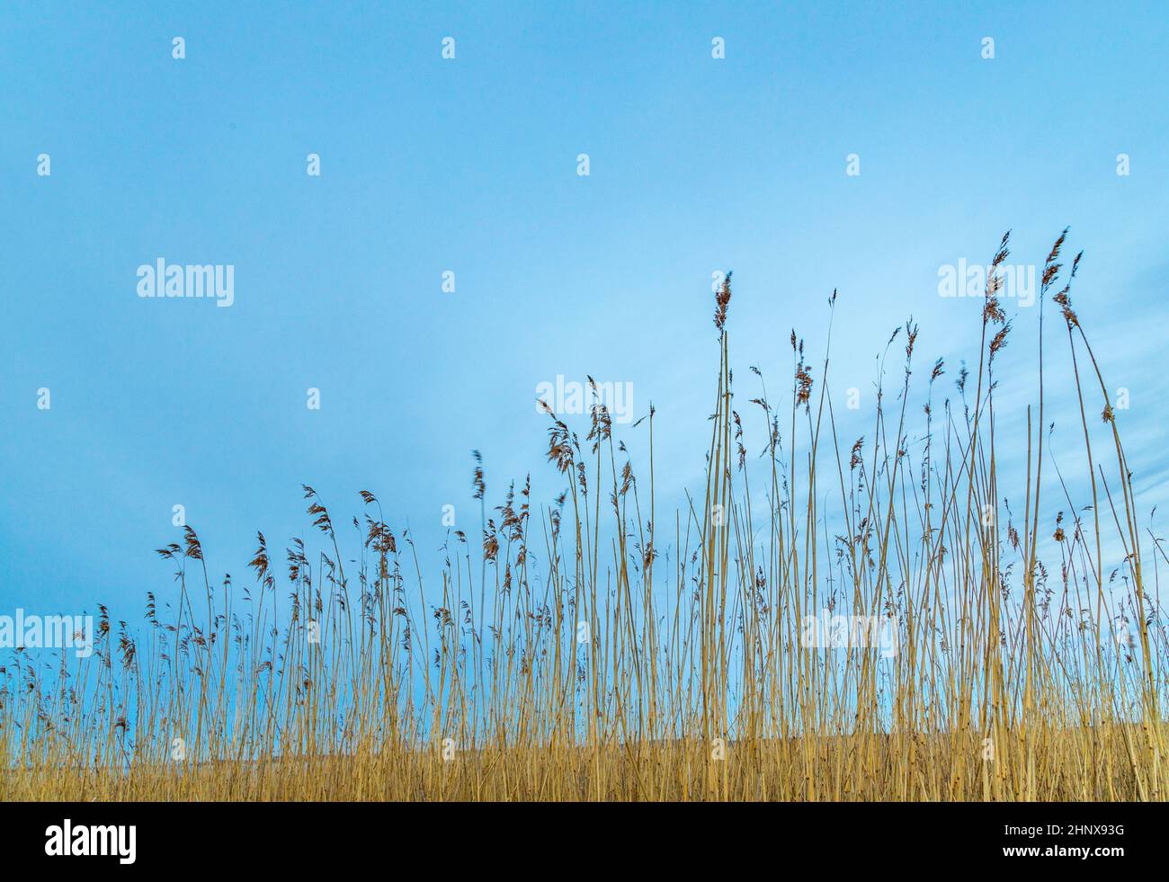 backwater landscape at the island of Usedom with reed grass at the ...