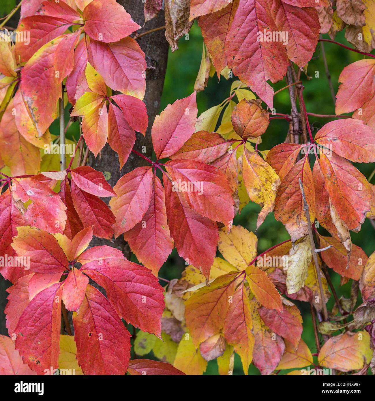 colorful leaves at the ground in autumn colors Stock Photo - Alamy
