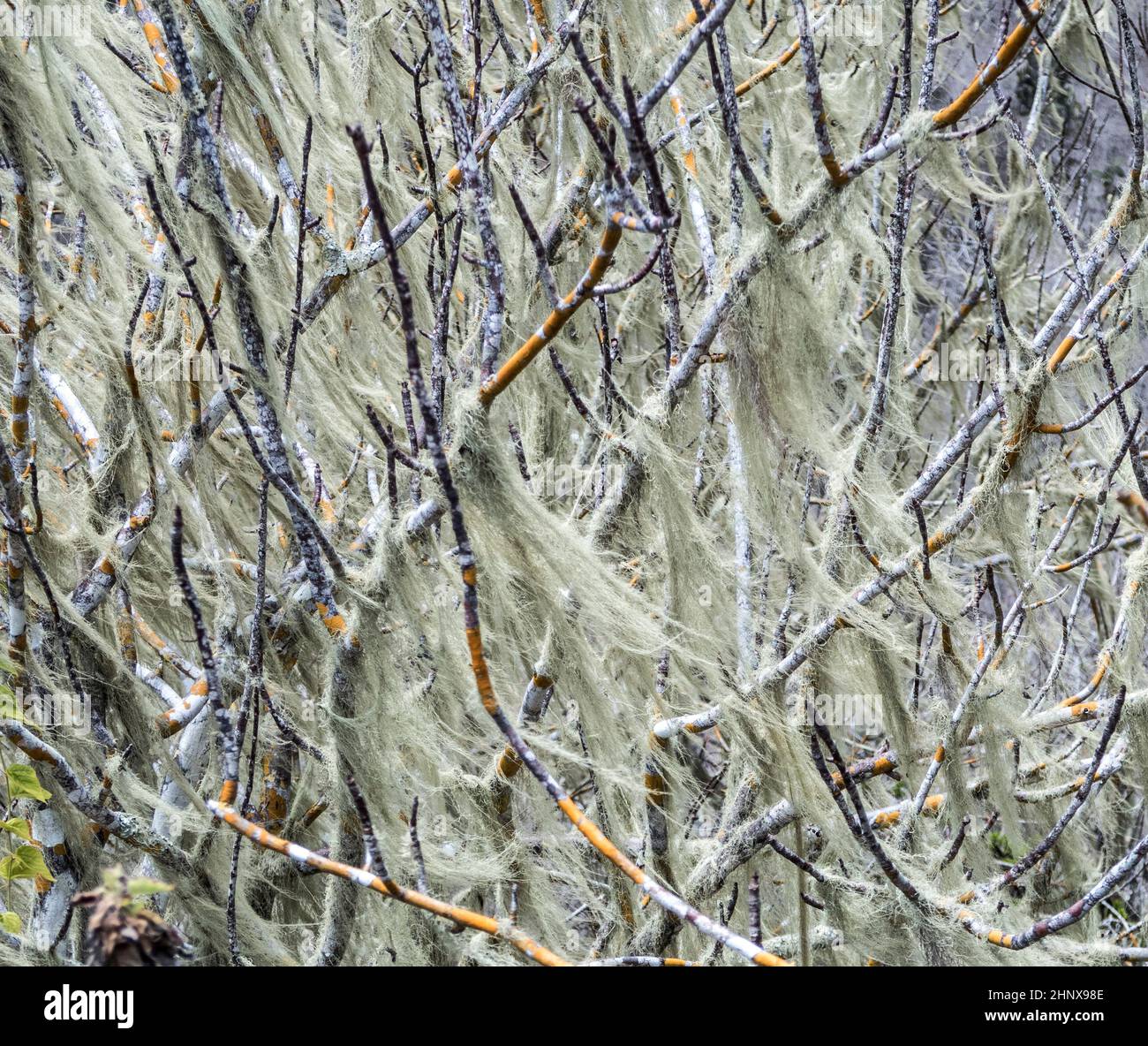 detail of jungle landscape at the Galapagos islands Stock Photo - Alamy