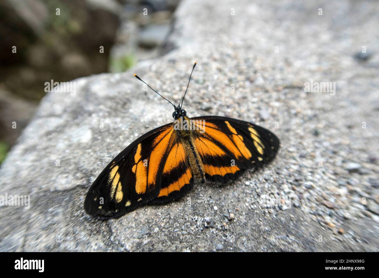detail of colorful butterfly in the jungle of Equador Stock Photo - Alamy