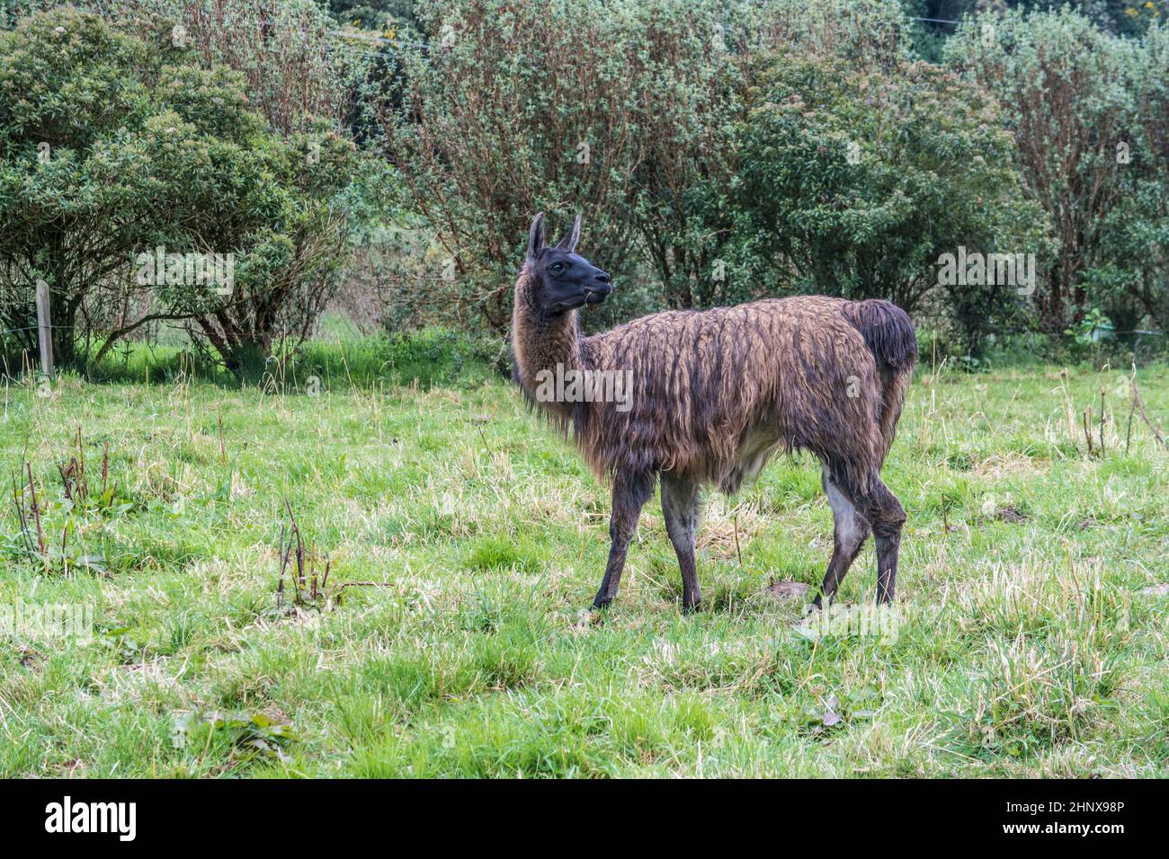 black galapagos Lama grazing at the green meadow Stock Photo - Alamy