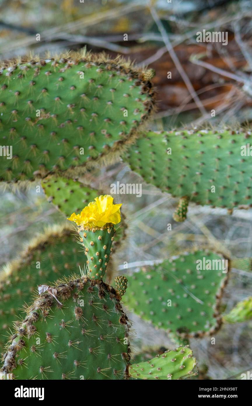 detail of scenic cactus plants in Galapagos Stock Photo - Alamy
