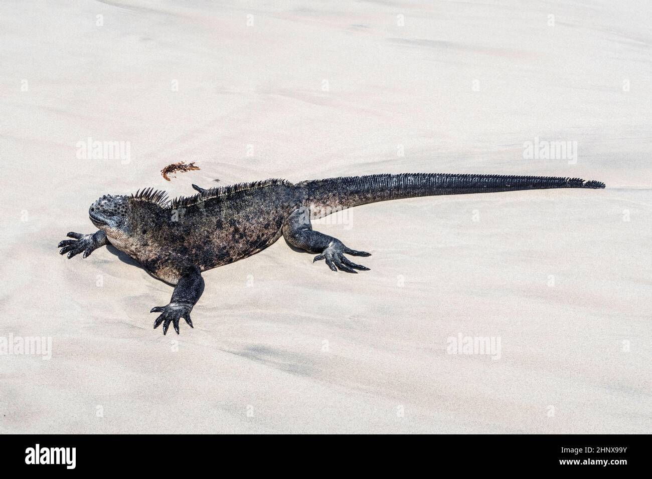 sea lizard posing on a rock at the beach Stock Photo - Alamy