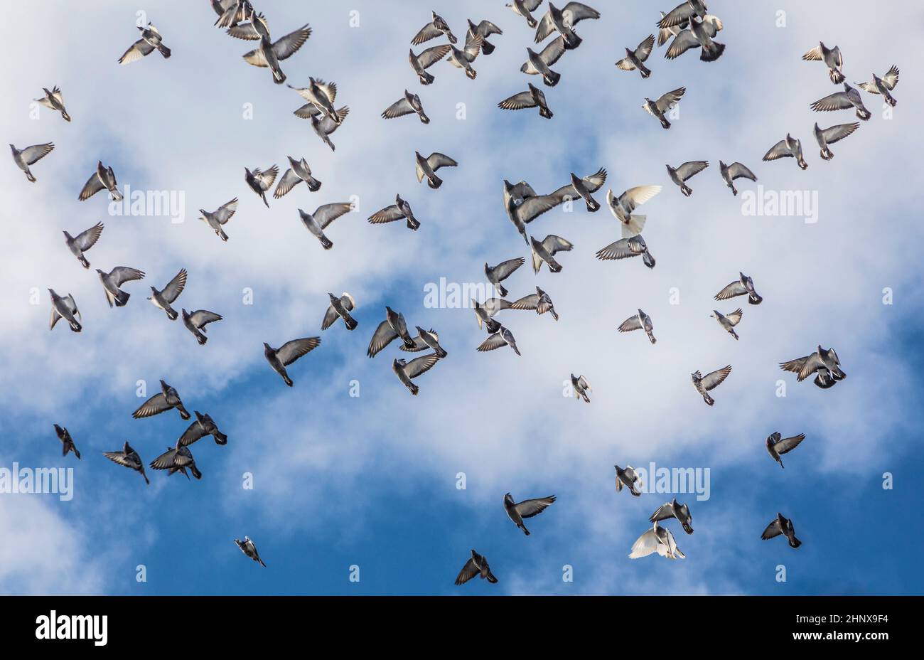 many pigeons flying in formation under cloudy sky Stock Photo - Alamy