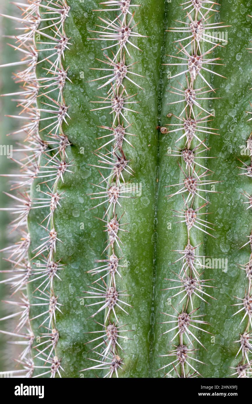 detail of cactus with thorn in detail Stock Photo - Alamy