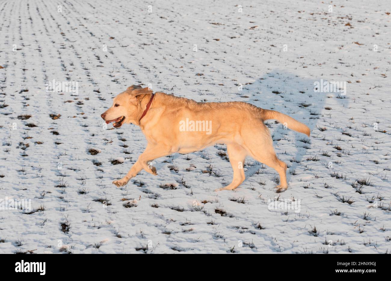 young labrador dog enjoys running along the snow covered field Stock ...