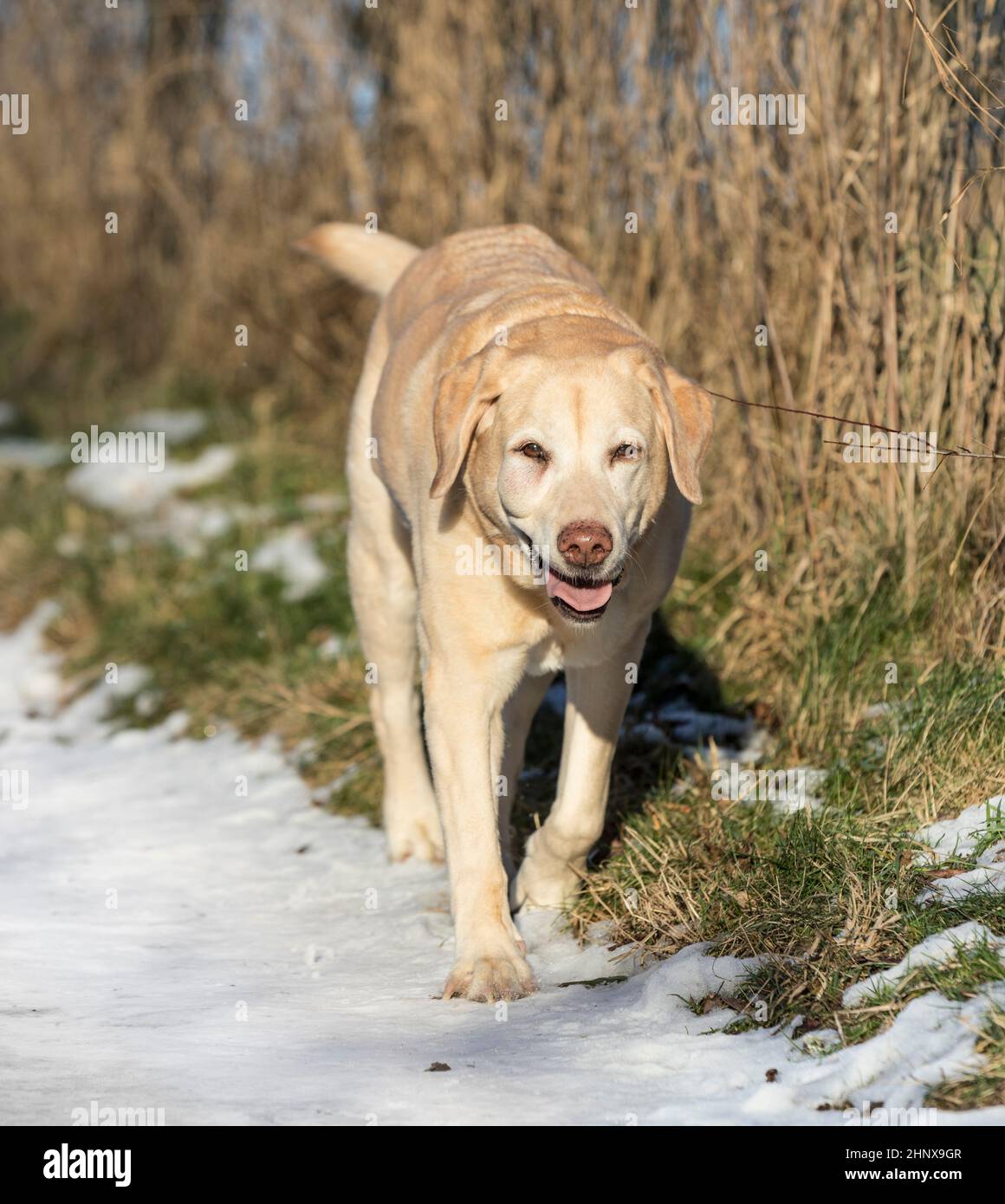 young labrador dog enjoys running along the snow covered field Stock ...