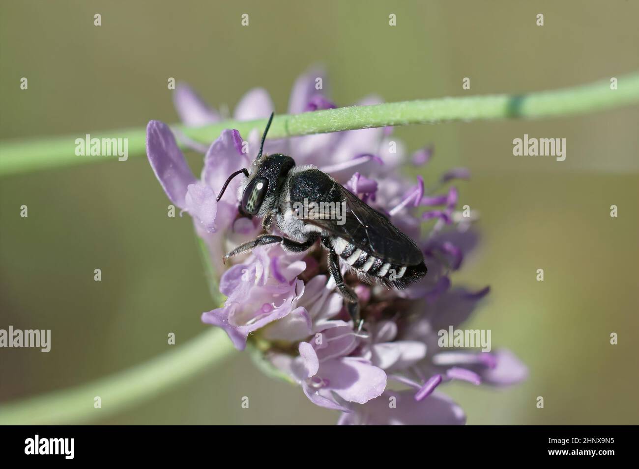 Closeup on a female small leafcutter bee, Megachile apicalis , sitting ...