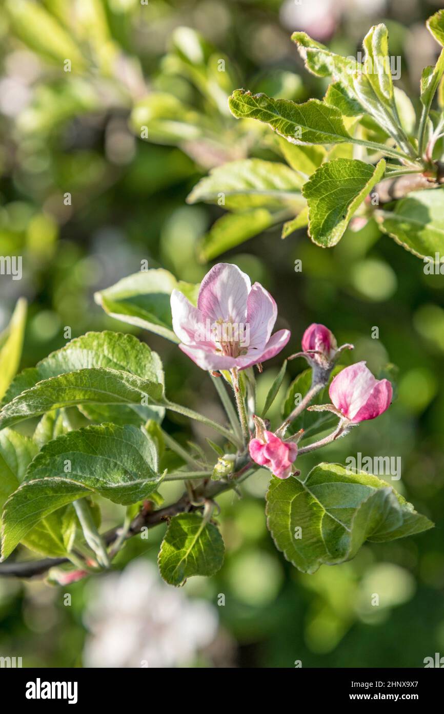 detail of pink apple bud at the tree in spring Stock Photo - Alamy