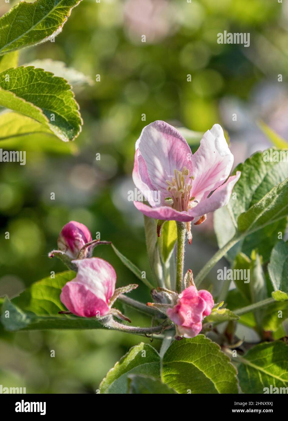 detail of pink apple bud at the tree in spring Stock Photo - Alamy