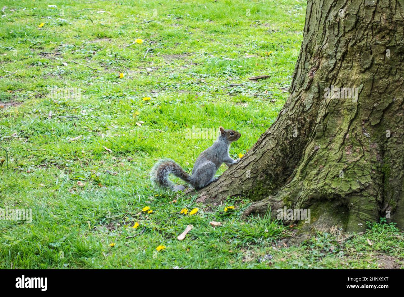 squirrel in the park in Leamington Stock Photo - Alamy