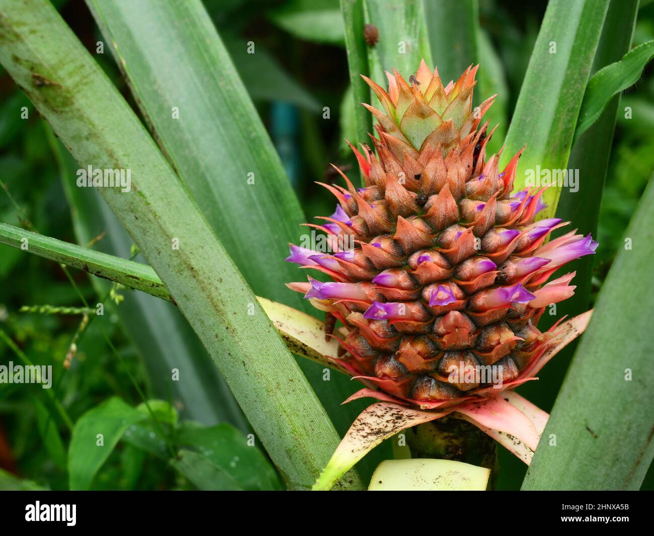 Pineapple plant flower tree hi-res stock photography and images - Alamy