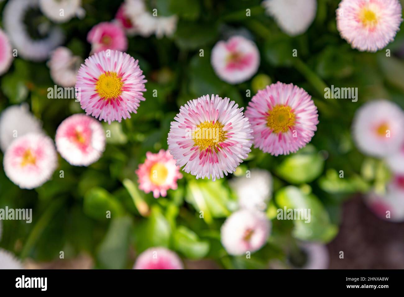 detail of spring flowers as a symbol of blooming season Stock Photo - Alamy