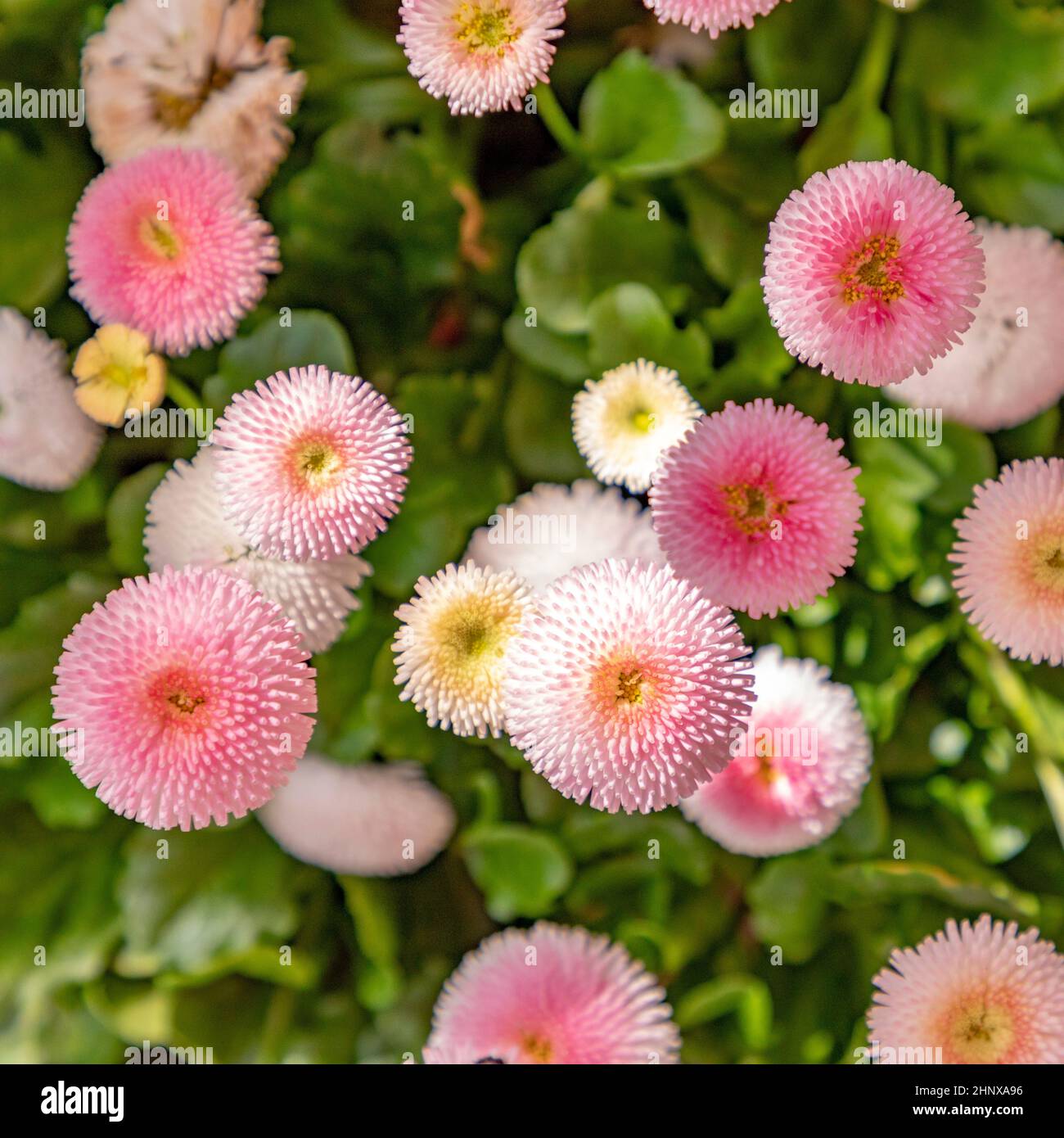 detail of spring flowers as a symbol of blooming season Stock Photo - Alamy