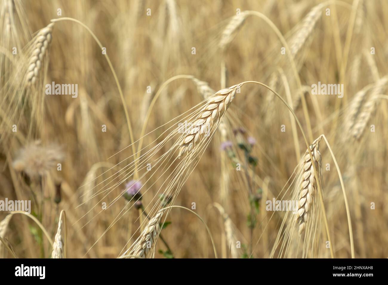 ripe golden corn emmer grows at the field Stock Photo - Alamy