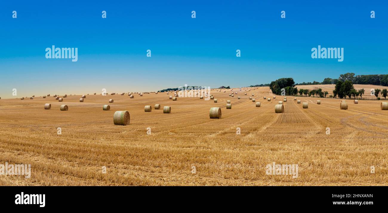 golden bale of straw after harvest at the field Stock Photo - Alamy