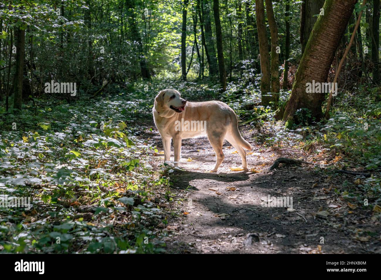 cute labrador dog in the forest in sunlight Stock Photo - Alamy
