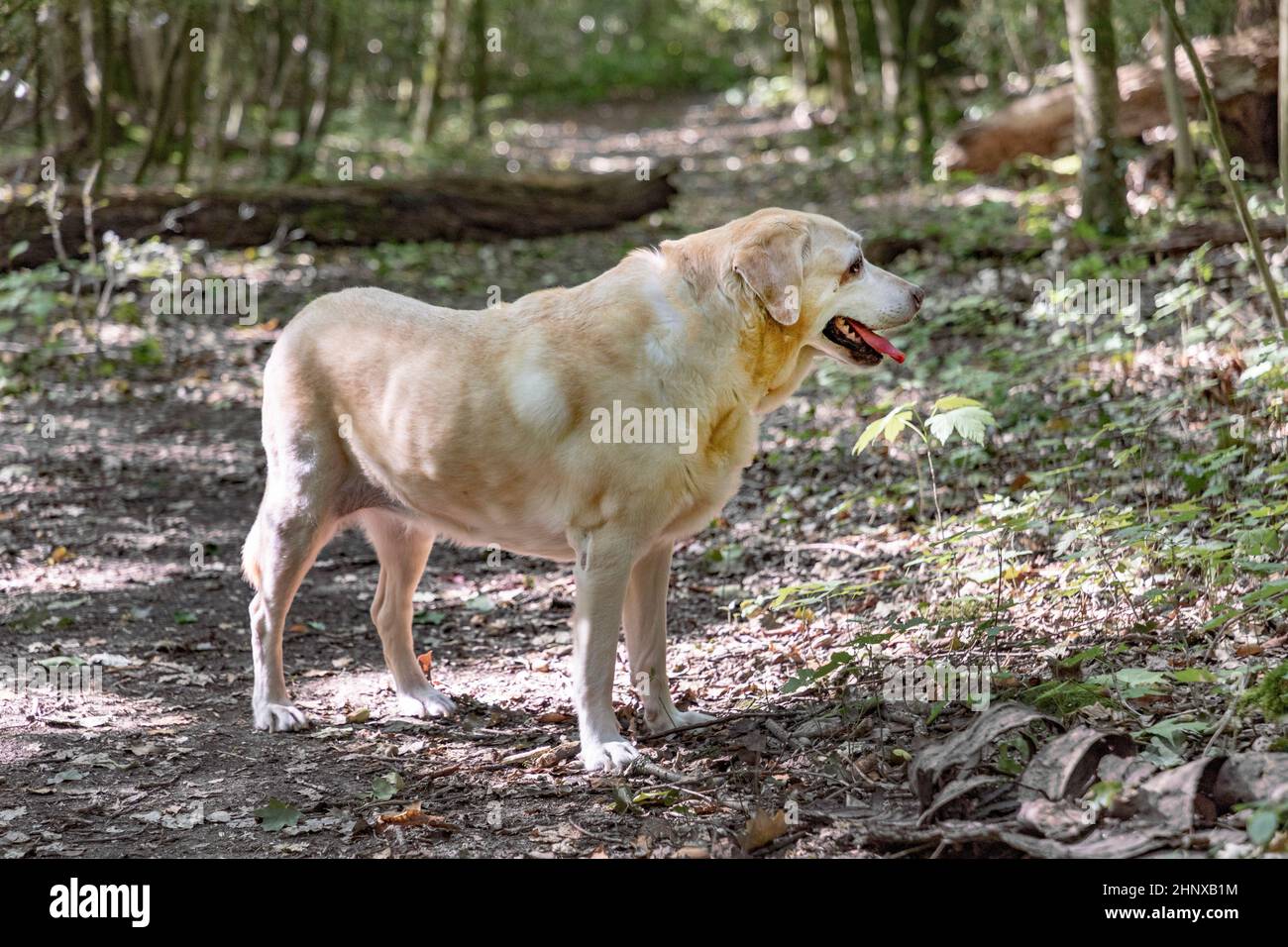 cute labrador dog in the forest in sunlight Stock Photo - Alamy