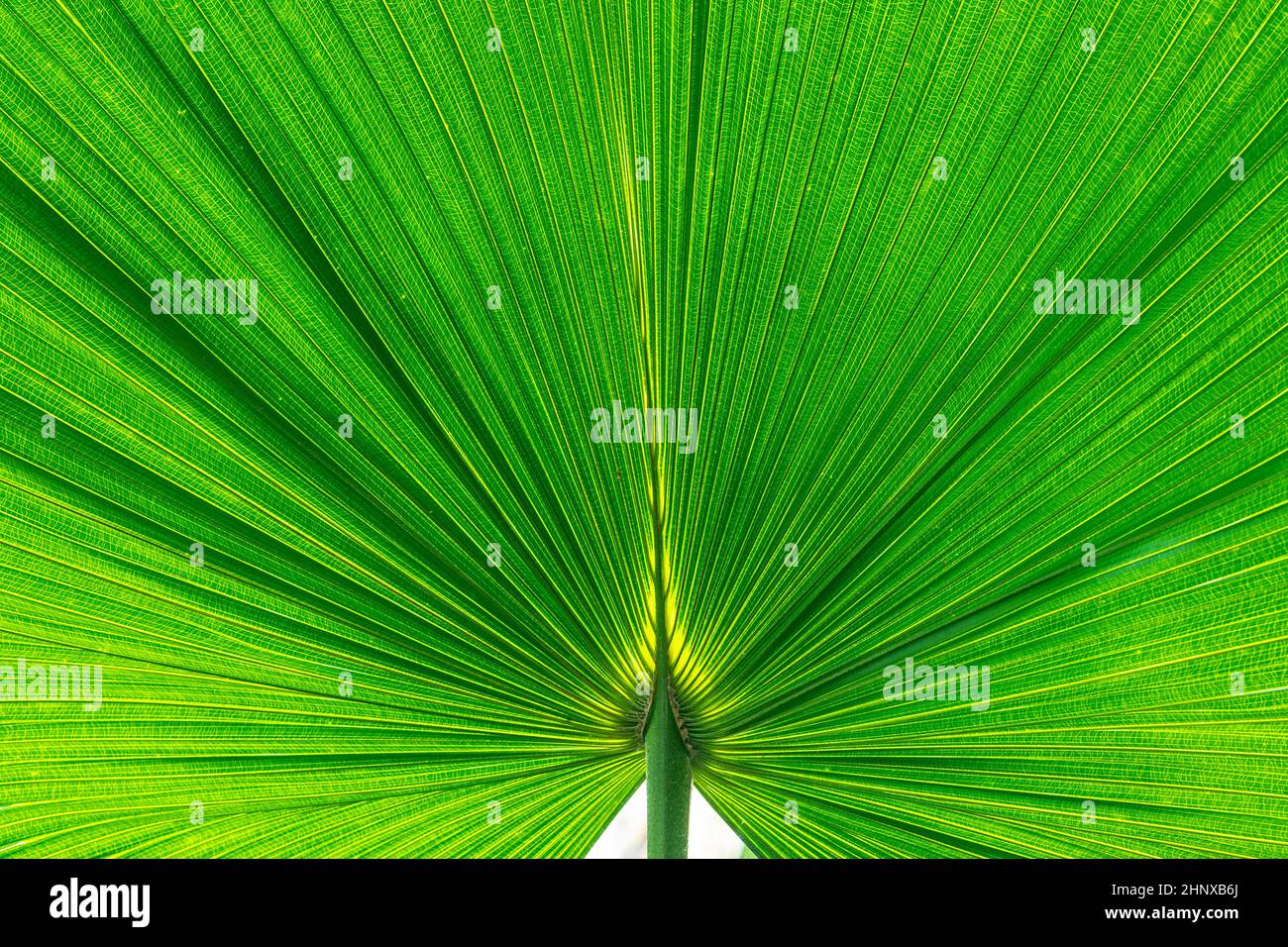 detail of green harmonic palm leaf structure Stock Photo - Alamy