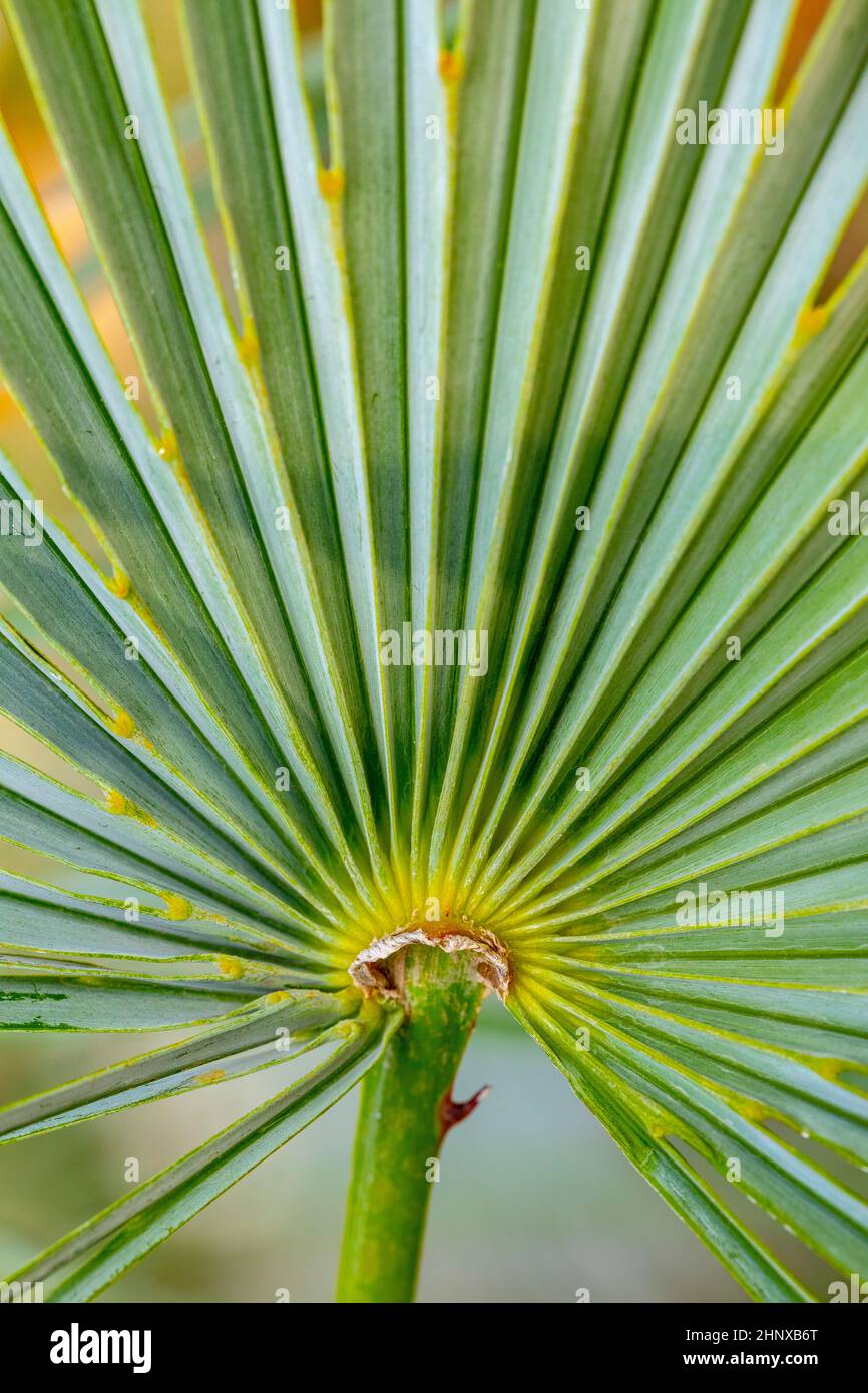 detail of green harmonic palm leaf structure Stock Photo - Alamy