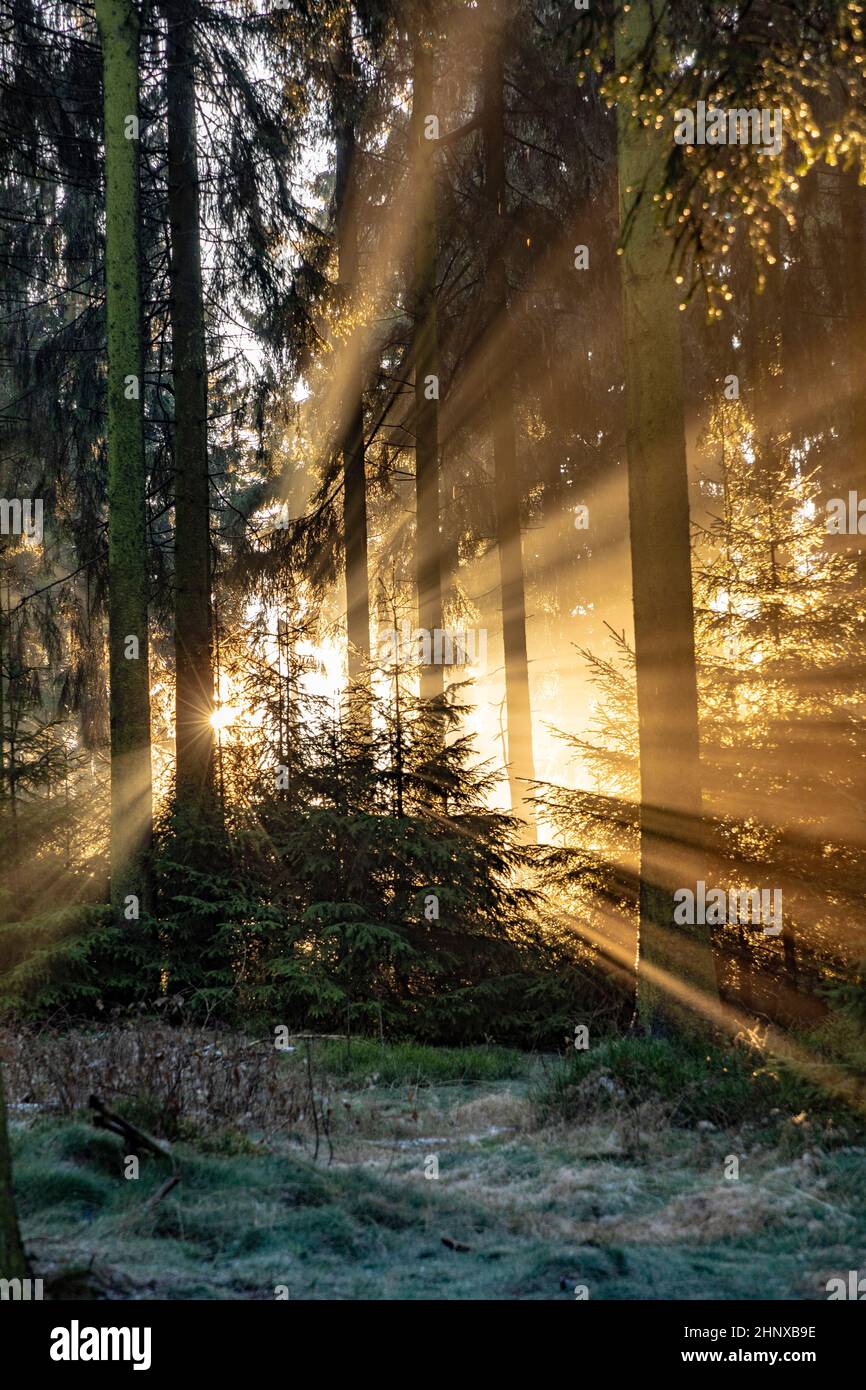 romantic sunrise in early morning in the forest with bright sunbeam in ...