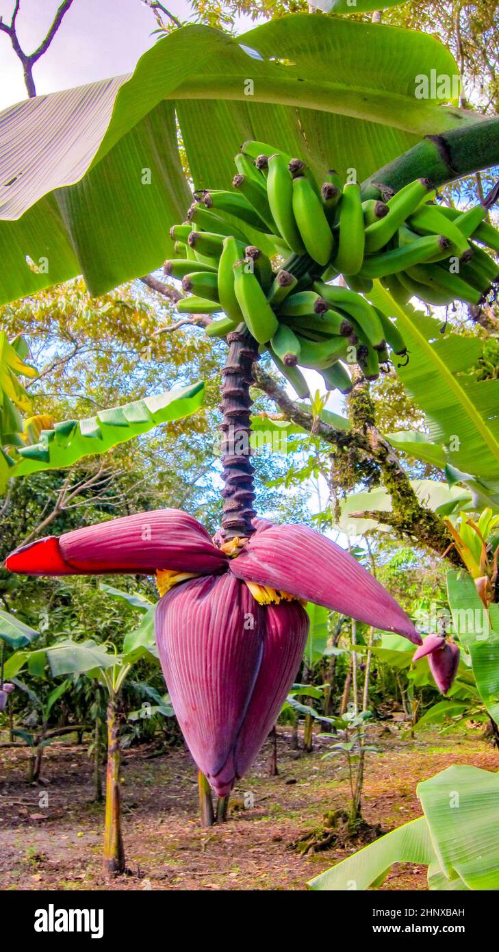 blooming banana tree in a plantation in Costa Rica Stock Photo - Alamy