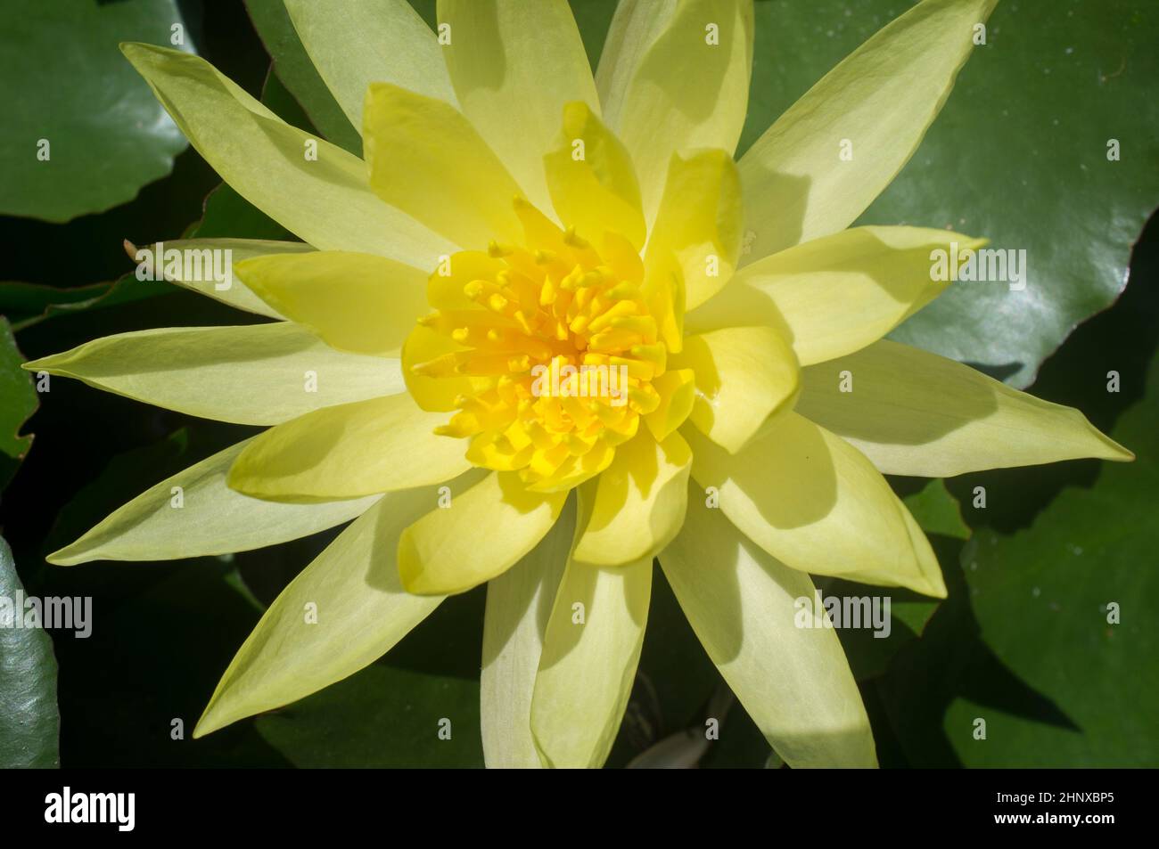 Mexican waterlily or Nymphaea mexicana. Problematic invasive specie ...