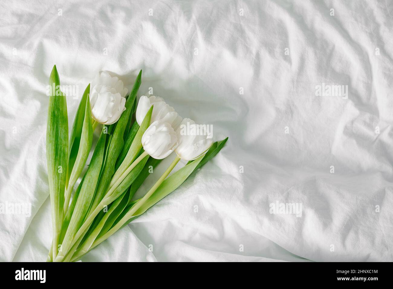 White tulips flowers on the white background. Top view, copy space ...