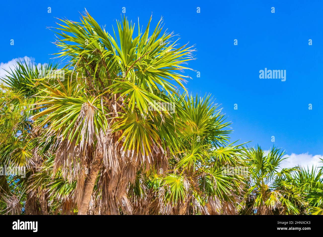 Tropical mexican beach palm trees and fir trees in jungle forest nature ...